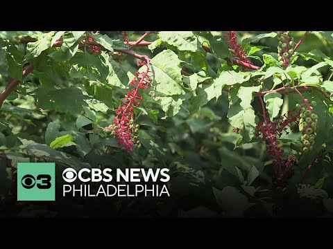 Fall allergy season is on the horizon. Here's what to know.
