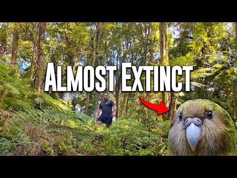 The smart way New Zealand saved a species
