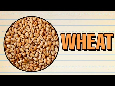 How To Pronounce 'WHEAT' | गेहूँ | Pronunciation In HINDI | Grain | HD | Lehren Kids