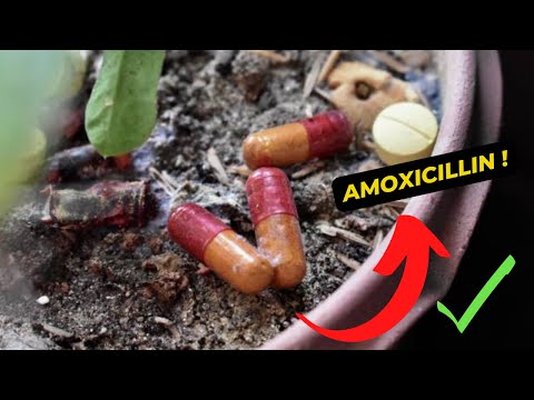 What is amoxicillin used for?