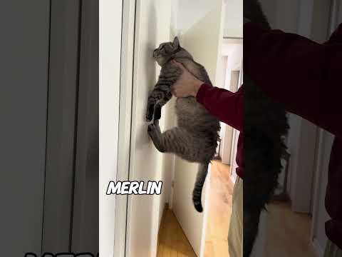 IST DEINE KATZE SCHLAU ODER DUMM? (1) CatInfo #katze #catsofyoutube #cat