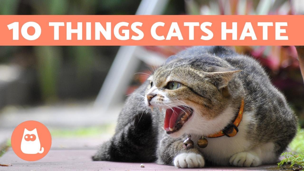 10 Things CATS HATE That You Should Avoid