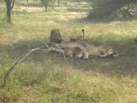 Lion - Sasan Gir