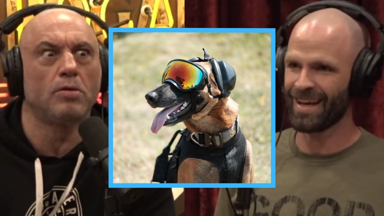 The Crazy Power of the Belgian Malinois🐶 | Joe Rogan Experience
