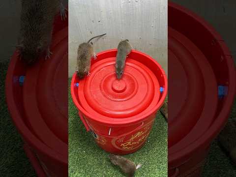Good rat trap at home from plastic bucket/bucket best trap #mousetrap #mouse #rat #rattrap