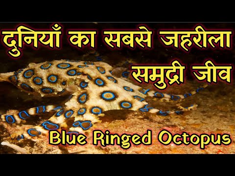 दुनियाँ का सबसे जहरीला समुद्री जीव//Amazing Facts About Blue Ringed Octopus.