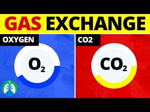 Gas Exchange (Medical Definition) | Quick Explainer Video