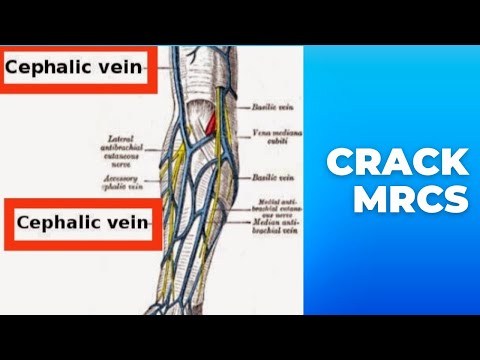 cephalic vein at antecubital fossa MRCS question solve (CRACK MRCS)