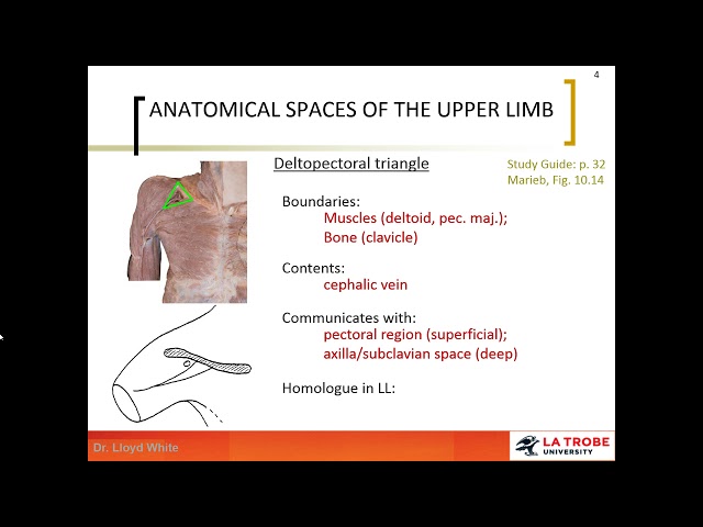 Exploring the Major Anatomical Spaces of the Upper Limb | Galaxy.ai