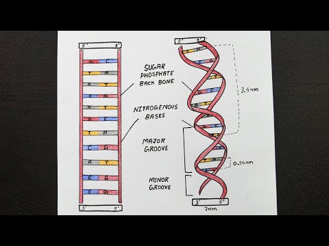 Diagram Of A DNA Structure || Labelled Diagram Of DNA Structure || Class 12 || Biology