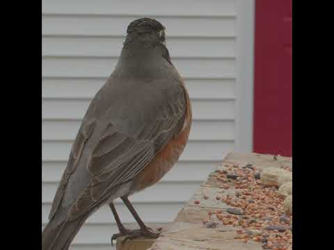 American Robin Call, Song Sounds