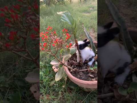 Cute Rabbit | Funny Bunny | Lion Head's Bunny | Rabbit Farming | Rabbit meat