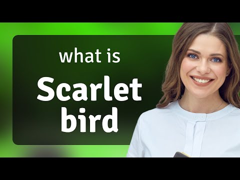 Unveiling the Mystery of "Scarlet Bird"