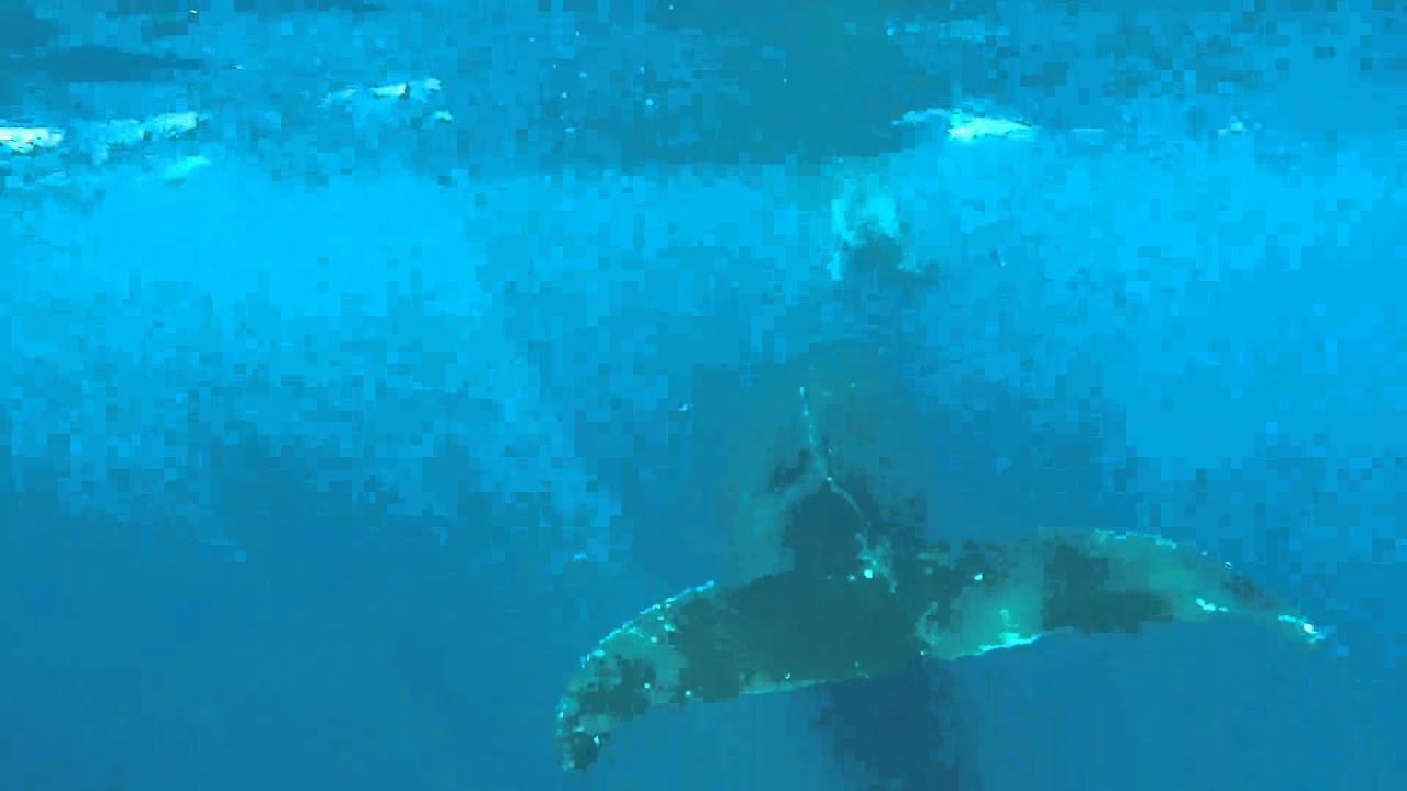 Encuentro cercano con una ballena jorobada y su bebé