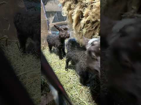 What the Farm?!? Lily and her little lambs.