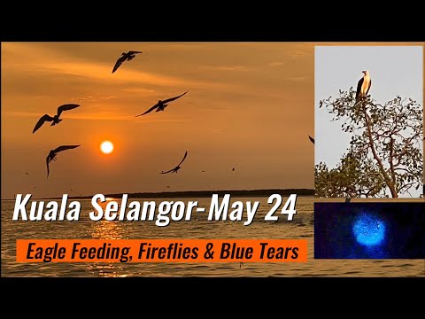 A memorising experiences on a Boat Cruise at Kuala Selangor to see eagles and a nature light show.