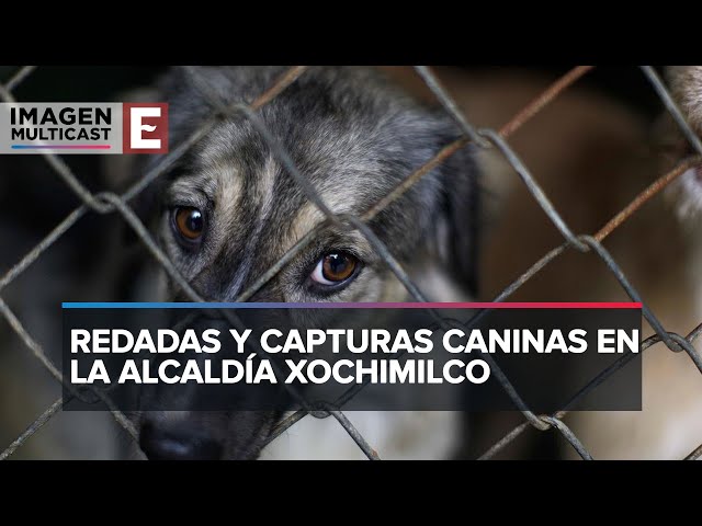 Pearl, la perrita más pequeña del mundo, pesa menos que tu desayuno