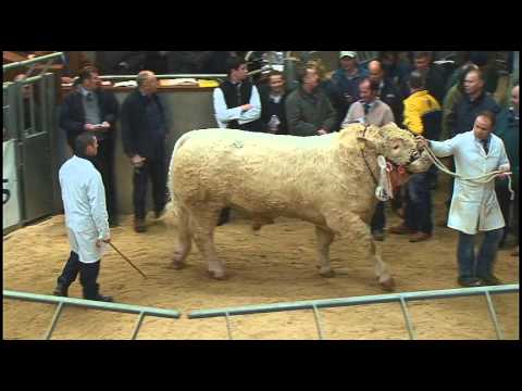 Charolais Bull "Maerdy Express" sells for 45,000 gns at "Perth Bull Sales" - Stirling