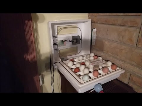 Candling Duck Eggs 2 1/2 Weeks In - And Chicken Eggs