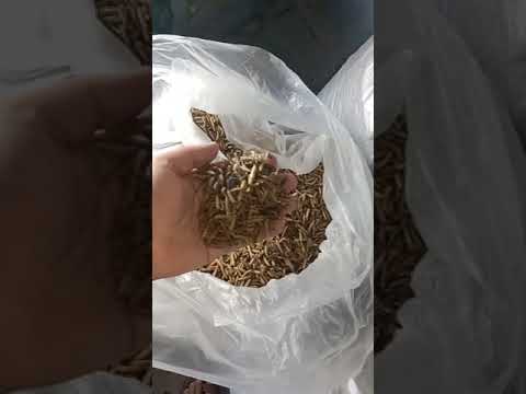 Black Soldier Fly Larvae at Best Price in India