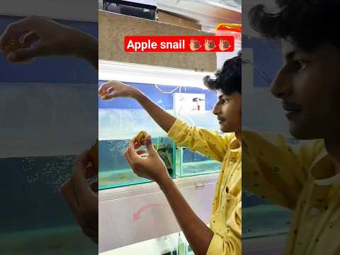 Apple Snail 🐌 #aquarius #aquarium #aquariumworldtelugu #ytshorts #trending