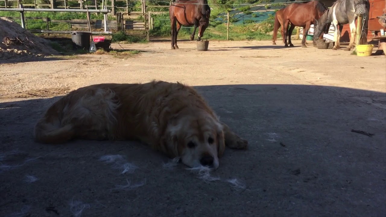 Livery yard Domaine de Mazieras