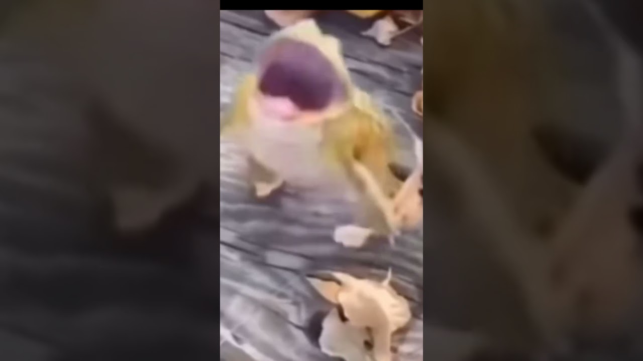 Frog doing a backflip #frog