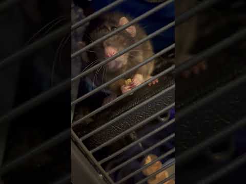 Steam Community :: Video :: rat eating cheerio