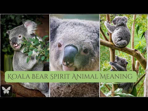 Koala Bear Spirit Animal Symbol & Meaning what could it mean if you
