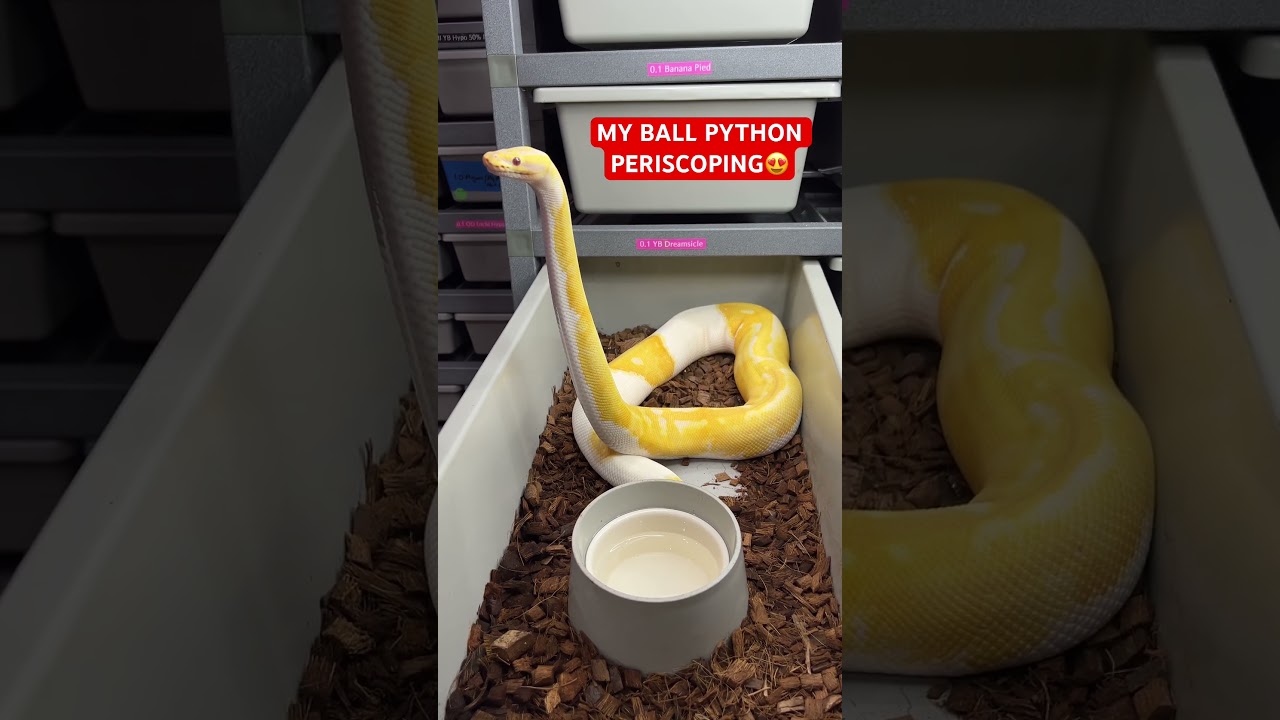 My Ball Python PERISCOPING😍