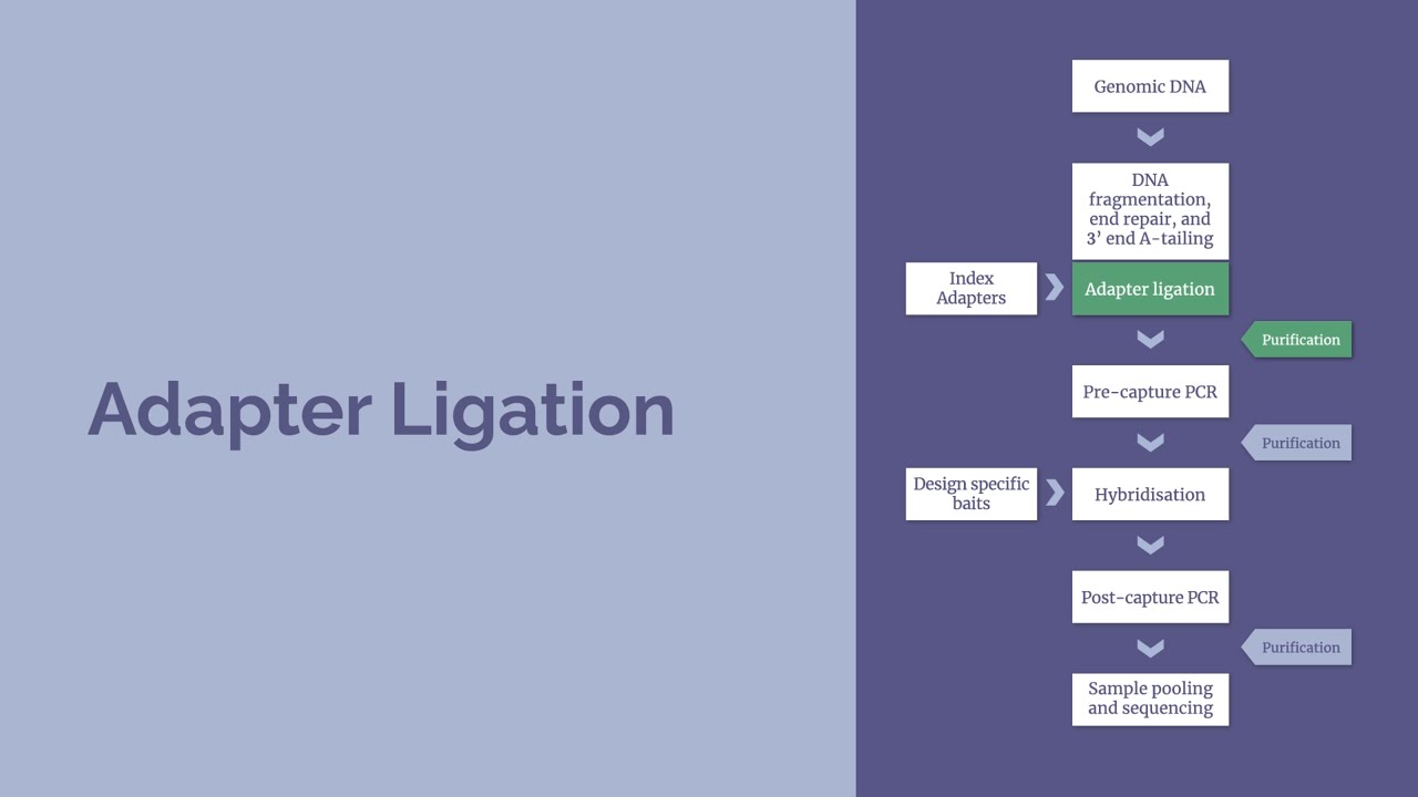 NGS Workflow – Adapter ligation
