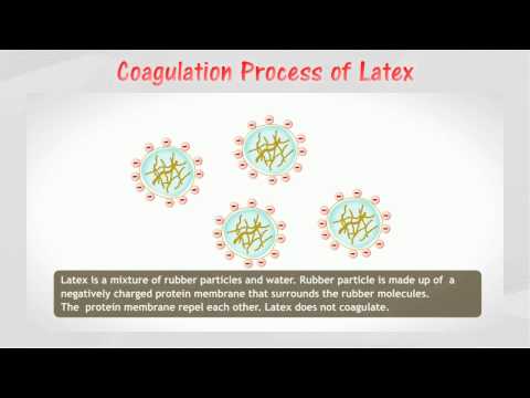 Science – Coagulation of Rubber / Latex | Life long sharing