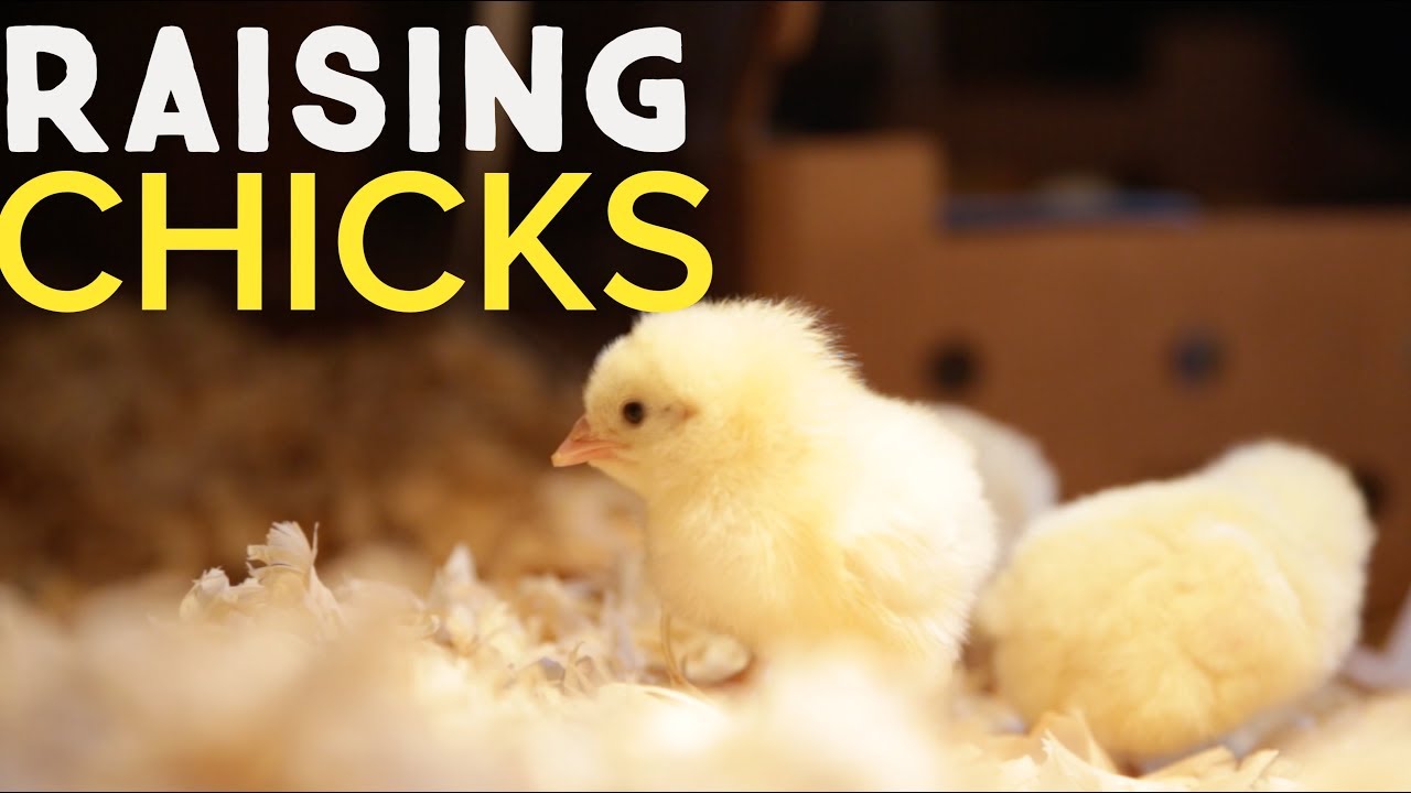 Raising Chicks - The clean and easy setup to raise chicks in the brooder