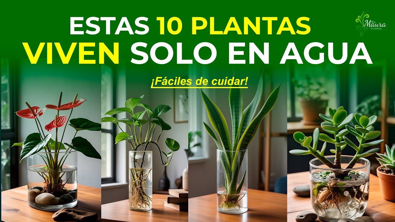 10 Plantas de INTERIOR que CRECEN en AGUA  | Decoración Fácil y Moderna