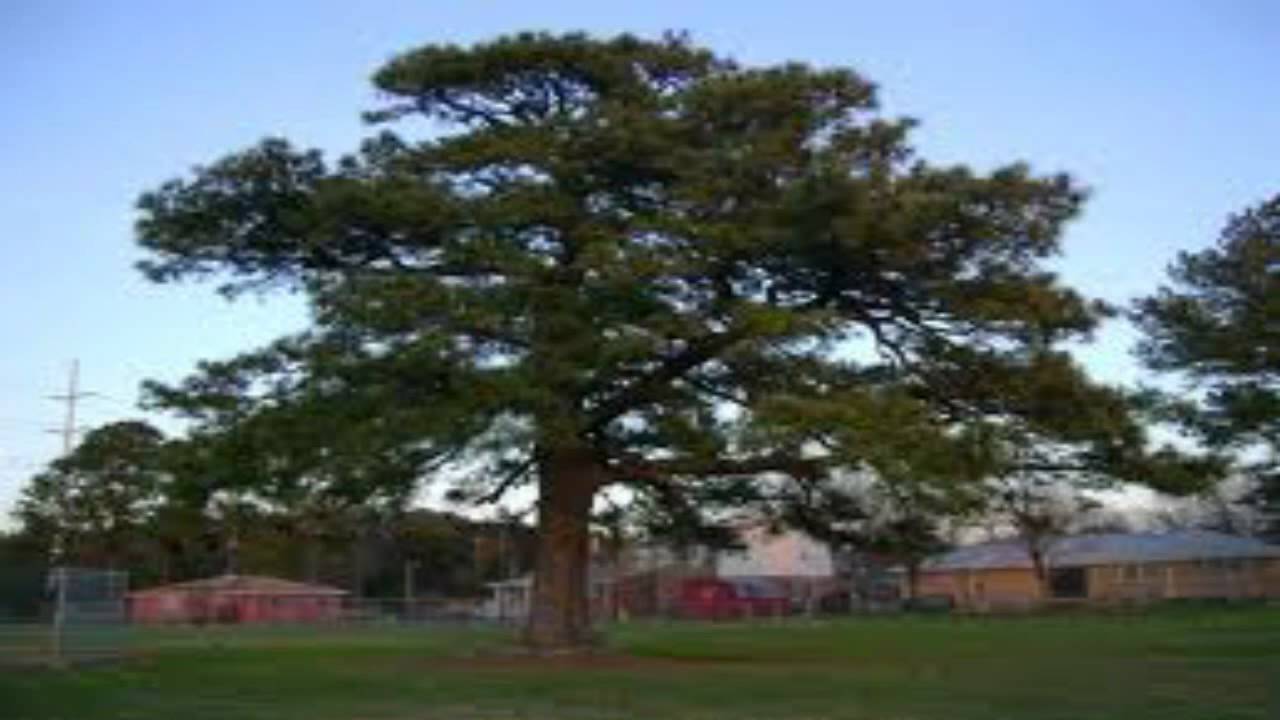 Loblolly Pine Trees For Sale $1.89 at Tn Tree Nursery Online