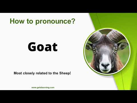 How to Pronounce Goat in English Correctly