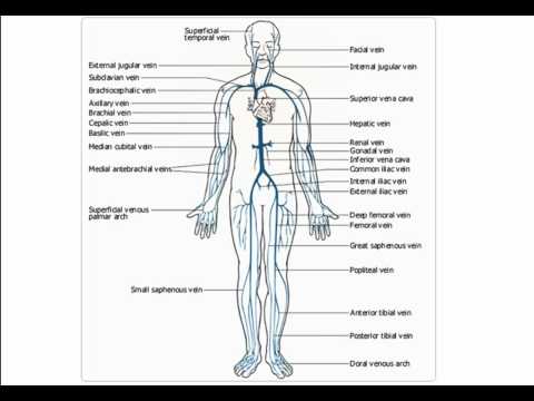 Vein location 107