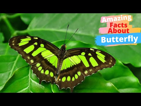 What are behavioral adaptations of a butterfly?
