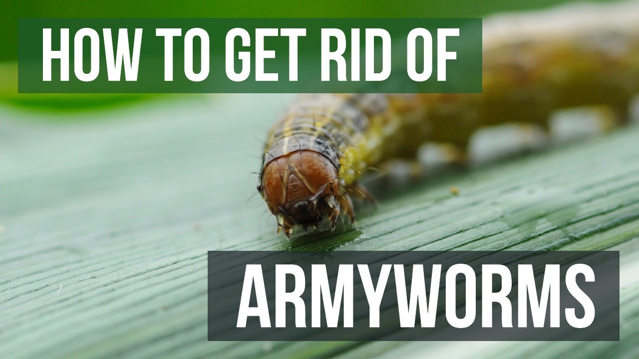 Armyworm Control: How To Get Rid of Armyworms