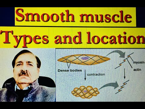 Smooth muscle, Location Types, Phasic and tonic contraction , Lectures by Dr Alamzeb