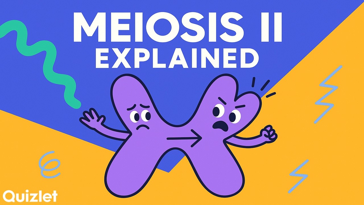 Meiosis II Explained | Equational Division & Stages of Cell Division