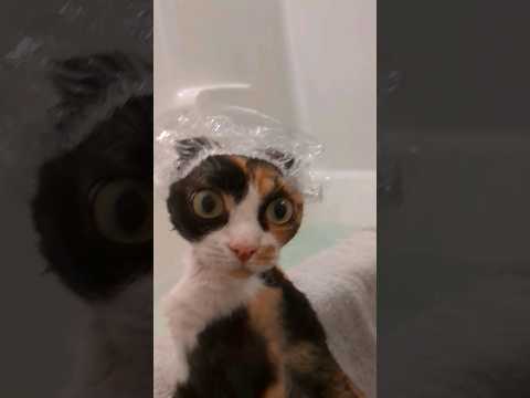 Your cat needs a shower cap