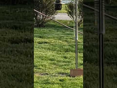 Squirrel Proof Bird Feeder with a Slinky: have they given up?