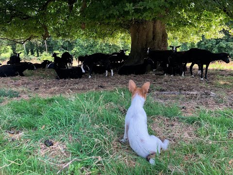 Visitors & I stood chatting under Lyme tree as sheep rested in shade