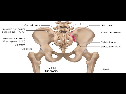 Two Minutes of Anatomy: Pelvis