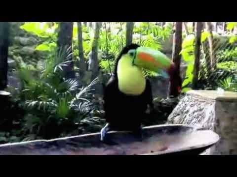 Endangered Rainforest Animals
