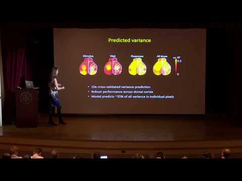 Anne Churchland, CSHL: Assessing large scale cortical networks during decision-making