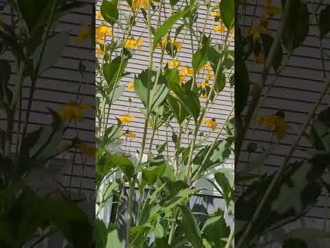 You Won’t Believe How Tall These Yellow Flowers Are! 🌻👀