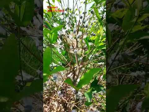 🌴🌴Turn One Plant into Hundreds Grafting Power📞8927727893#shorts #nursery #viral