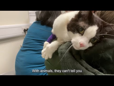 RVC Making the decision to give your pet chemotherapy